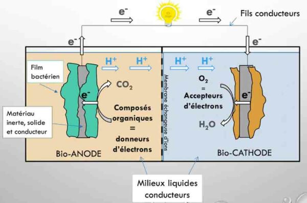 En Martinique, des bactéries de la mangrove pour produire de l’électricité